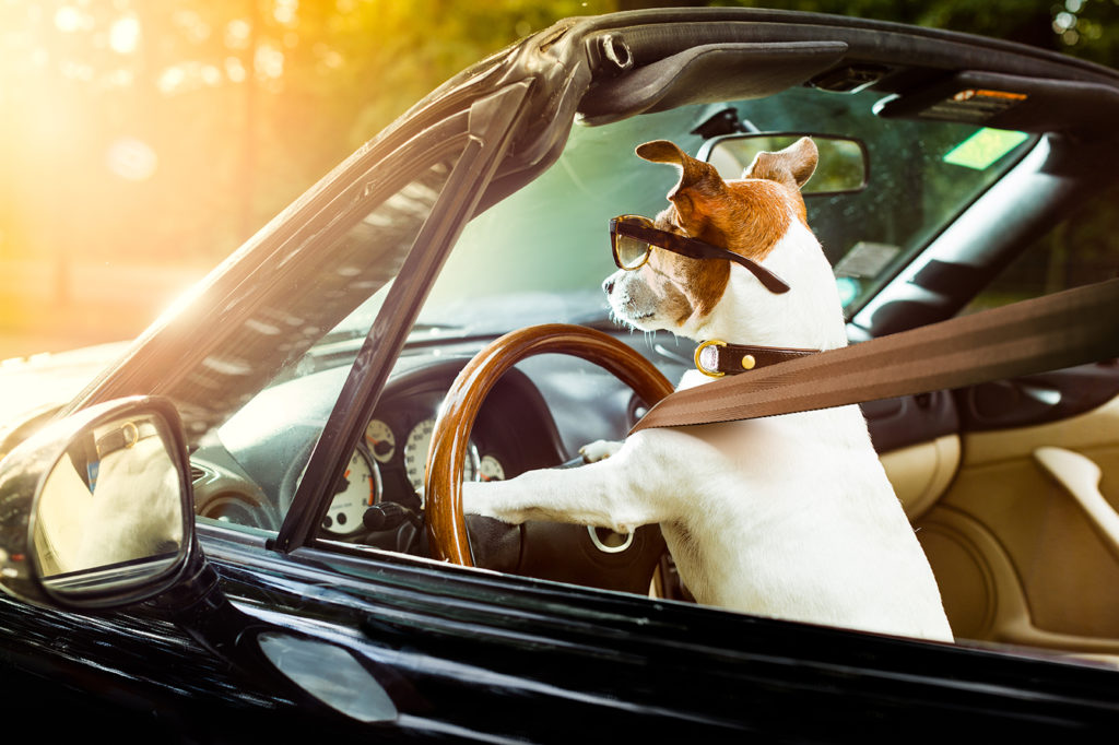 Donate Your Car - Sarnia District Humane Society